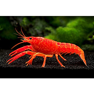 Aquatic Arts 1 Male Neon Red Crayfish | Live Freshwater Aquarium Lobster / Crawfish / Crawdad / Real Living Fish Tank Pet