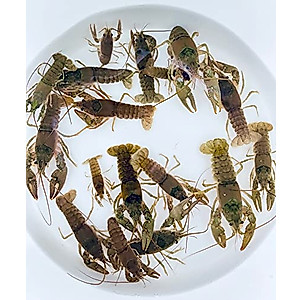 Toledo Goldfish Crayfish - Perfect for Ponds or Aquariums - 5 Count