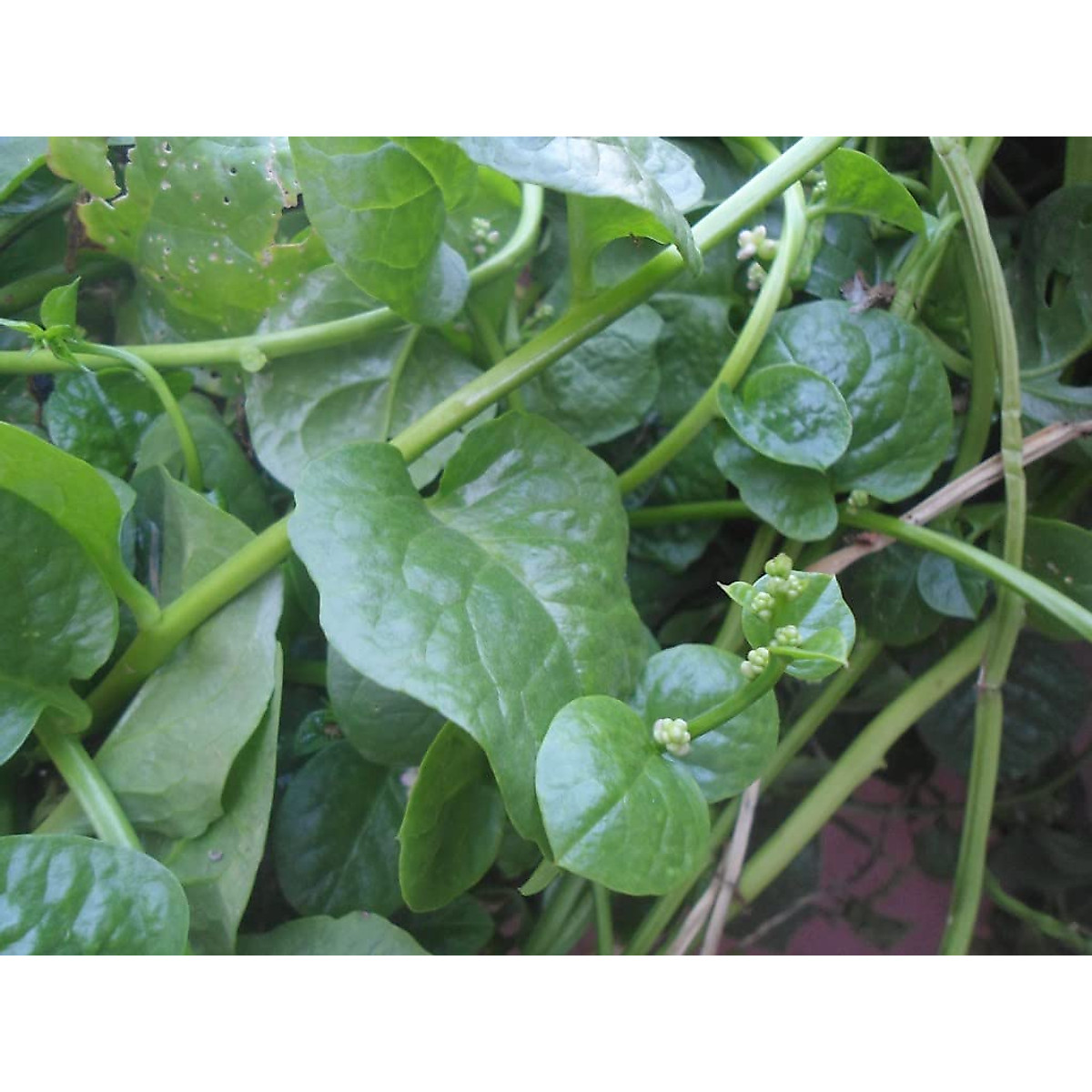 Gaea's Blessing Seeds - Malabar Spinach Seeds - Non-GMO Seeds with Easy to Follow Planting Instructions - Heirloom Big Round Leaf Malabar - 93% Germination Rate