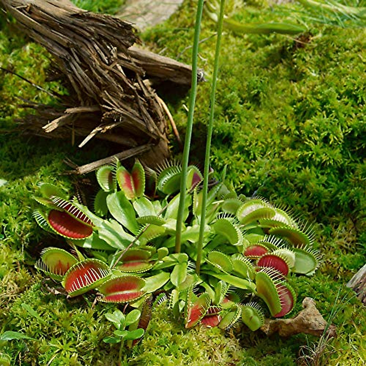Outsidepride Dionaea Venus Flytrap Indoor House Plant Seed - 10 Seeds