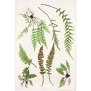 Asplenium marinum [Sea Spleenwort]