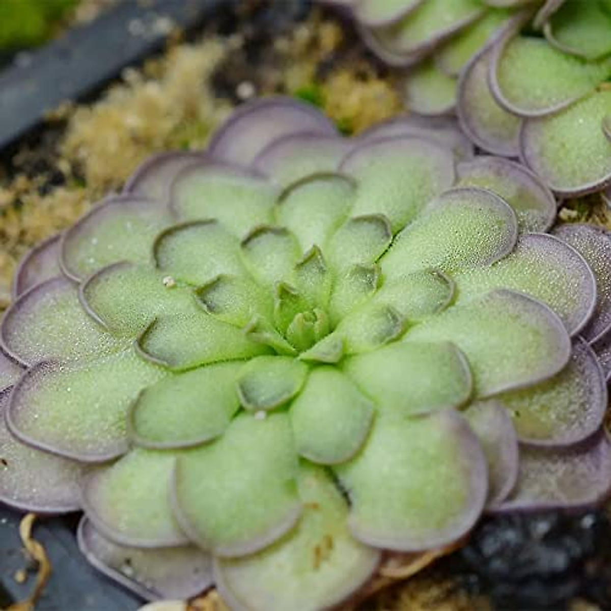 QAUZUY GARDEN 25 Rare Butterwort Plant Seeds Pings Pinguicula, Mexican Butterwort Carnivorous Plant Seeds - Exotic Succulent Plant for Patios Counters Succulent Baskets