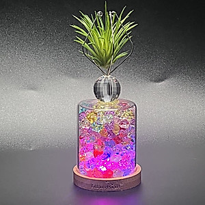 Tillandsiart 3Pack Air Plant Holders (3Pcs Air Plant Containers W/LED Lights) A decorative accessory for setting up air plant display for house decor.