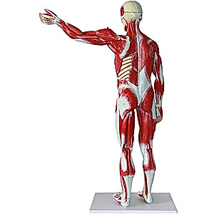 KINOFU Human Muscle Model Human Anatomy Science Models Detachable Human Muscle Model with Internal Organs Teaching Aids