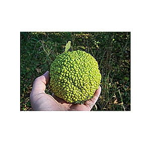 10 Hedge Apple Osage Orange Horse Apple Monkey Ball Maclura Pomifera Tree Seeds
