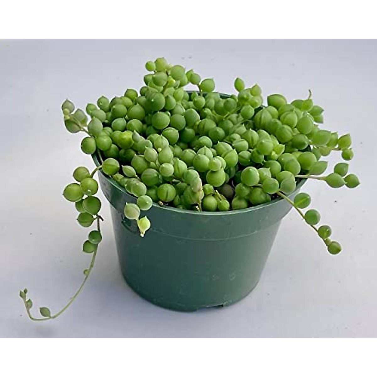 Live Succulent (4" String of Pearls), Succulents Plants Live, Succulent Plants Fully Rooted, Rare House Plant for Home Office Decoration, DIY Projects, Party Favor Gift by Fatplants