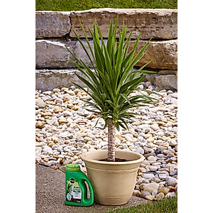 Miracle-Gro Shake 'N Feed Palm Plant Food, 4.5 lb., Feeds up to 3 Months