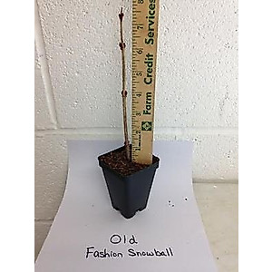 1 Old Fashion Snowball Viburnum (Viburnum opulus roseum)