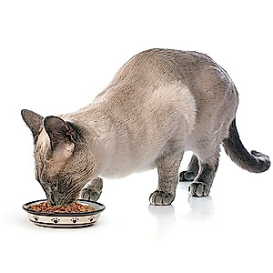 PetRageous 44247 Oval Metro Paws Stoneware Cat Bowl 6.25-Inch Wide and 1.5-Inch Tall Saucer with 1-Cup Capacity and Dishwasher and Microwave Safe for Small Dogs and Cats, Multicolored