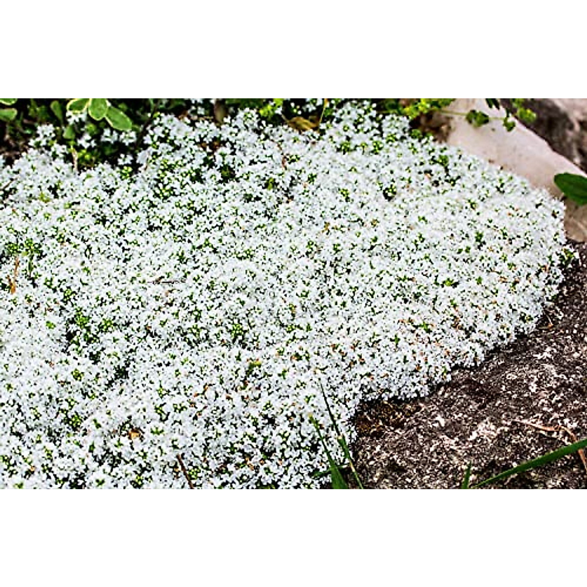 2000+ Mix Carpet Creeping Thyme Seeds Ground Cover for Planting Heirloom High Germination Rate Easy to Plant （3Packs）