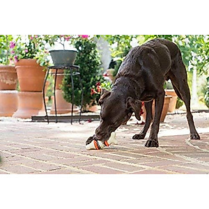 PetSafe 2 Pack of Sportsmen Bristle Bones, Medium, Dental Chew Toys for Dogs