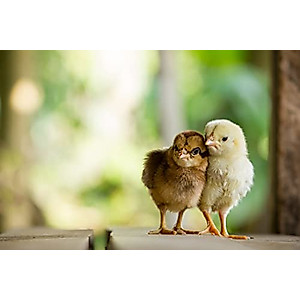 Farmers' Helper UltraKibble Food For Baby Chickens, Turkeys, Peafowl, Guinea Fowl, Geese, Pheasants and Ducks, 28 Ounce, 6 Pack