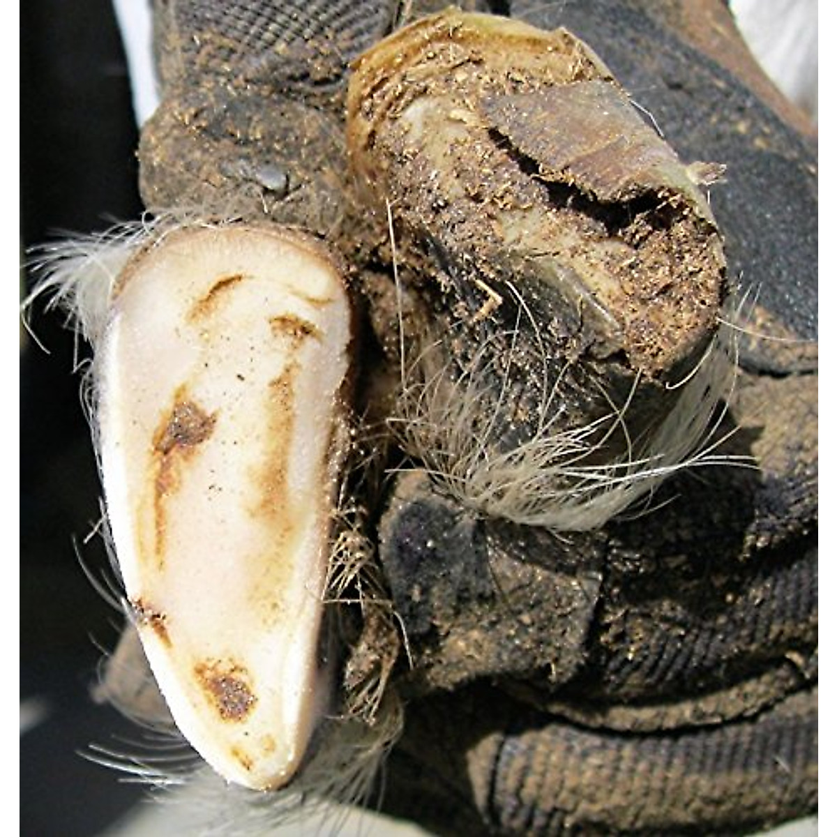 Basic Goat Hoof Trimmer Set - Battery Powered – Requires 20 Volt Battery Not Included