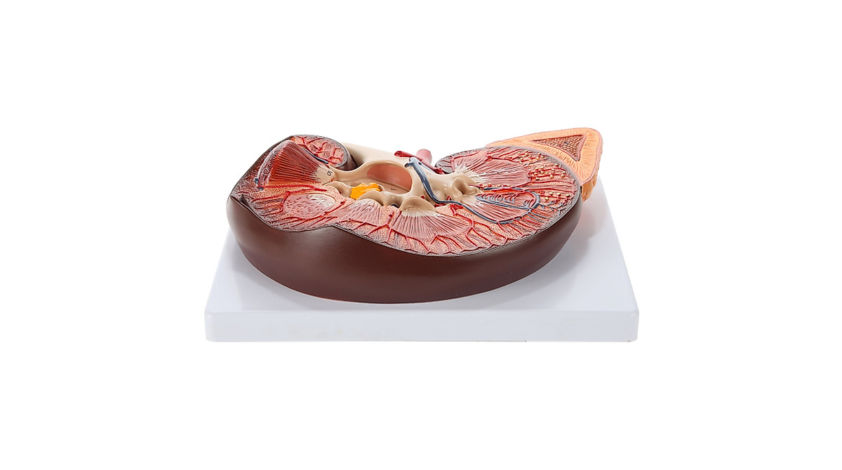 3x Life-Size Human Kidney Model with Anatomy & Manual | Axis Scientific