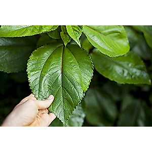 Mamaki Tea - **Mauifarmacy Grown**