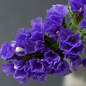 Outsidepride Limonium Statice Purple Everlasting Garden Cut Flowers for Dried Arrangements & Bouquets - 1000 Seeds