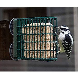 Kettle Moraine Window Mount Single Suet Cake Woodpecker Bird Feeder