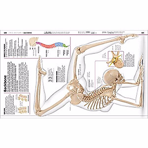 Knowledge Encyclopedia Human Body! (DK Knowledge Encyclopedias)