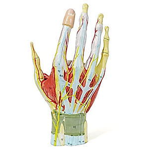 Evotech Numbered Hand Anatomical Skeleton Model W/Bones Muscles Ligaments Nerves and Blood Vessels, 7 Parts Life Size Medical Quality Hand Joint Easy Mounting for Medical Classroom Teaching Study