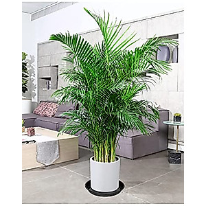 Angde 6 Pack of 14 inch Plant Saucer (12 Inch Base), Plant Tray 14 Inch Round, Plant Saucers for Indoors, Plant Trays for Pots, Plant Flower Pot Saucers, Pot Saucers for Planter 11-14" (Black)