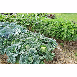 BaleBuster20 with Straw Bale Gardening Booklet!