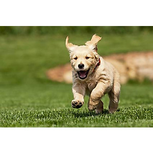 HAPPY PET VITAMINS LLC Dog Allergy Itch Relief - Dog Allergy Relief - Immune Booster - Itch Relief - Skin Soother - Treats - Dog tumeric Vitamin - 2 Bottles (150 Chewable Tabs)