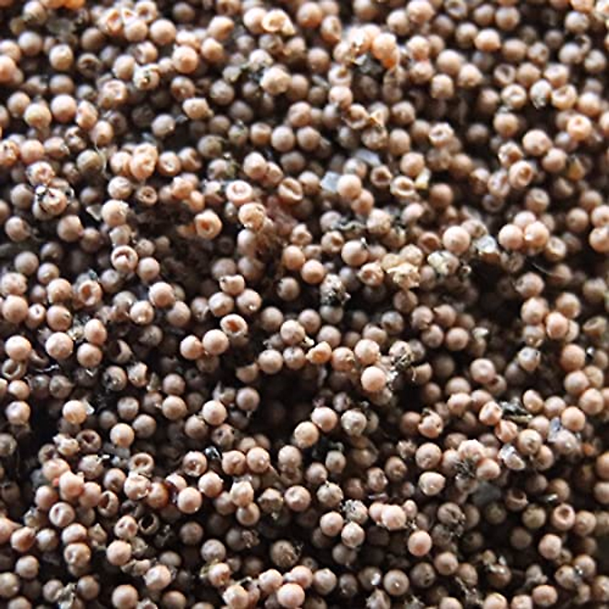 Greenwaterfarm Triops Red Longicaudatus Eggs for Hatching and Culture Suitable to be Pet and Science Project (Pure 200 Eggs)