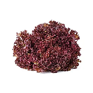 Salad Bowl Red Leaf Lettuce Seeds for Planting, 1000+ Heirloom Seeds Per Packet, (Isla's Garden Seeds), Non GMO Seeds, Botanical Name: Lactuca Sativa