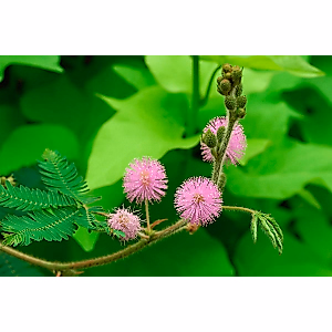 NIKA SEEDS - Flowers Sensitive Plant Pink (Mimosa) - 25 Seeds