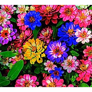 5G Mixed Zinnia Flower Seed Easy to Grow Plant