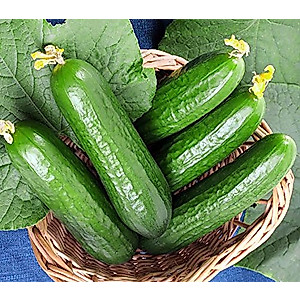 Grown in USA! 30+ Muncher Burpless Sweet Cucumber Seeds, Heirloom Non-GMO, Non-Bitter and Acid Free, Crispy and Sweet, Fragrant and Delicious, Cucumis sativus