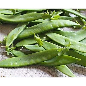 Oregon Giant Snow Pea Seeds for Planting, 25+ Heirloom Seeds Per Packet, (Isla's Garden Seeds), Non GMO Seeds, Botanical Name: Pisum sativum, Great Home Garden Gift