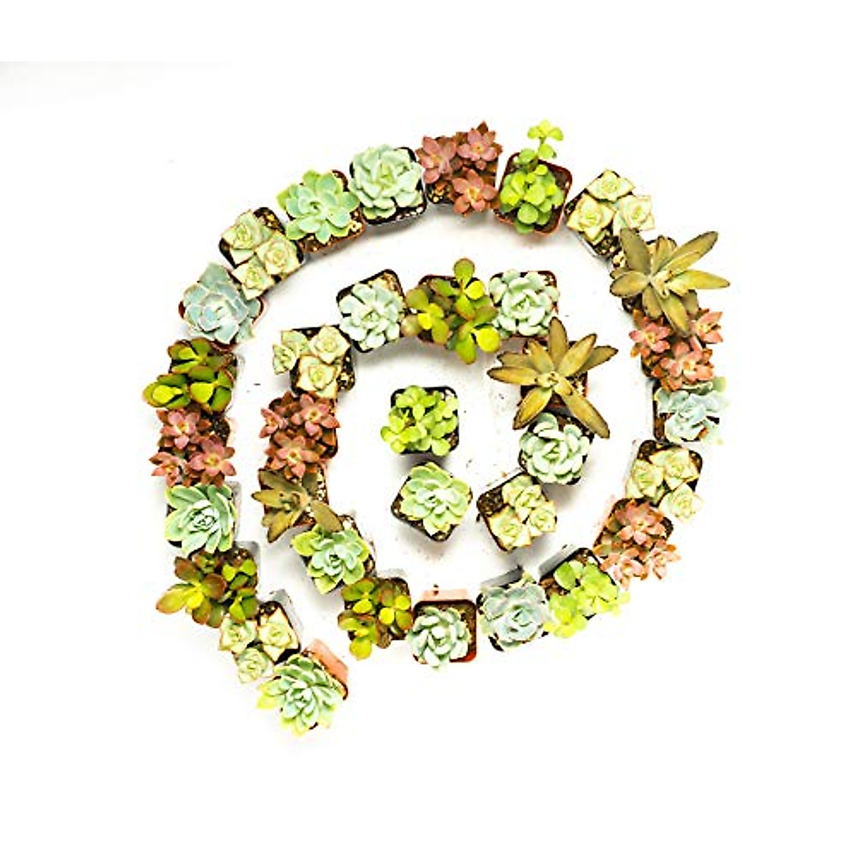 Succulent Assorted Pack- Perfect for Weddings, Party Favors, Home Gardens, and Social Events by Jiimz (20 Pack)