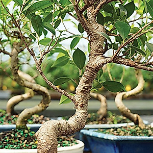 Brussel's Bonsai Live Golden Gate Ficus Indoor Bonsai Tree - Medium, 7 Years Old, 8 to 16 Inches Tall - Live Bonsai Tree in Decorative Ceramic Bonsai Pot with Bonsai Humidity Tray