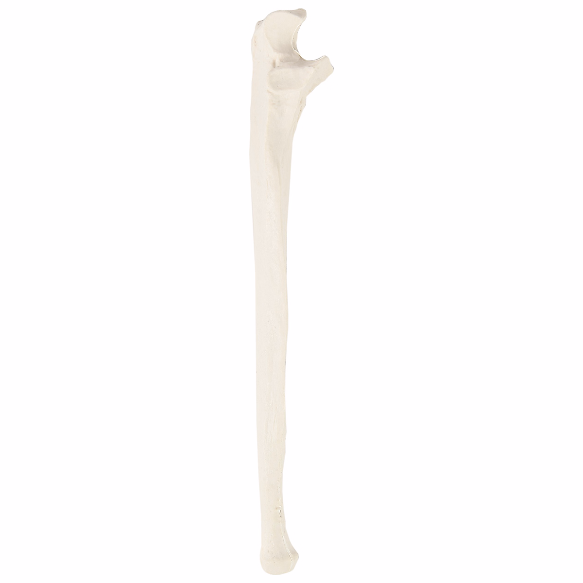 Axis Scientific Ulna Bone Model | Left | Cast from a Real Human Ulna Bone l Forearm Bone Model Has Realistic Texture and Important Bony Landmarks
