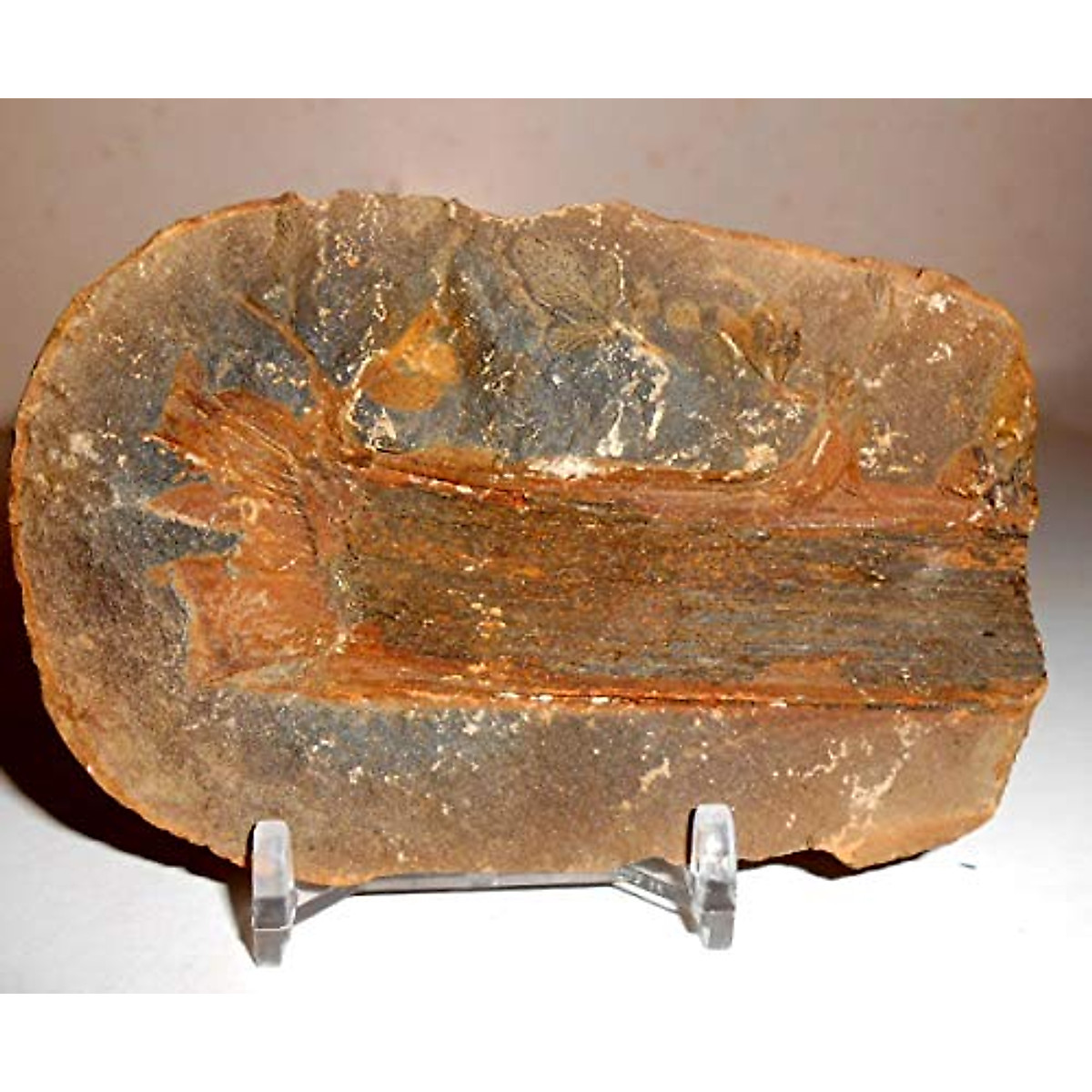 300 Million Yr Old Fern Fossil from Mazon Creek, Illinois w/Free Display Stand, Fact Sheet & 2nd Fossil