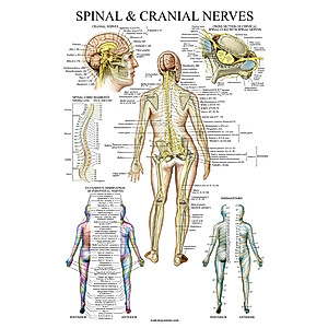 Palace Learning 2 Pack - Spinal Nerves & Nervous System Anatomy Posters - Set of 2 Anatomical Charts - Spine/Nervous - Laminated 18" x 24"