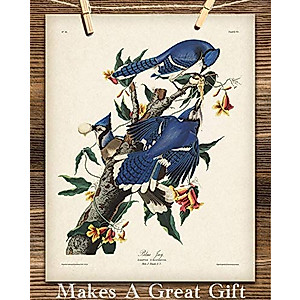 Blue Jays - 11x14 Unframed Art Print - Great Home Decor and a Great Gift for Bird Watchers Under $15