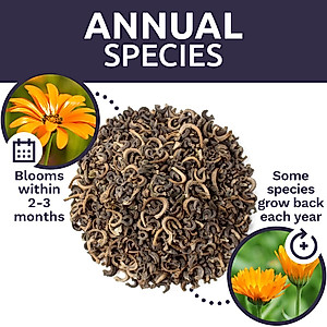 Calendula ‘Pacific Beauty Mix’ – Extra Large Packet – Over 3,000 Open Pollinated Non-GMO Wildflower Seeds – Calendula officinalis