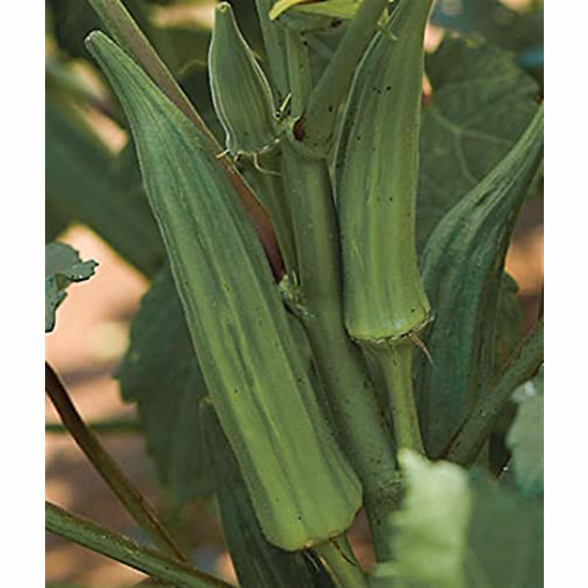 175 Clemson Spineless Okra Seeds for Planting. Non GMO 10 Grams of Seeds Garden Vegetable Bulk Survival