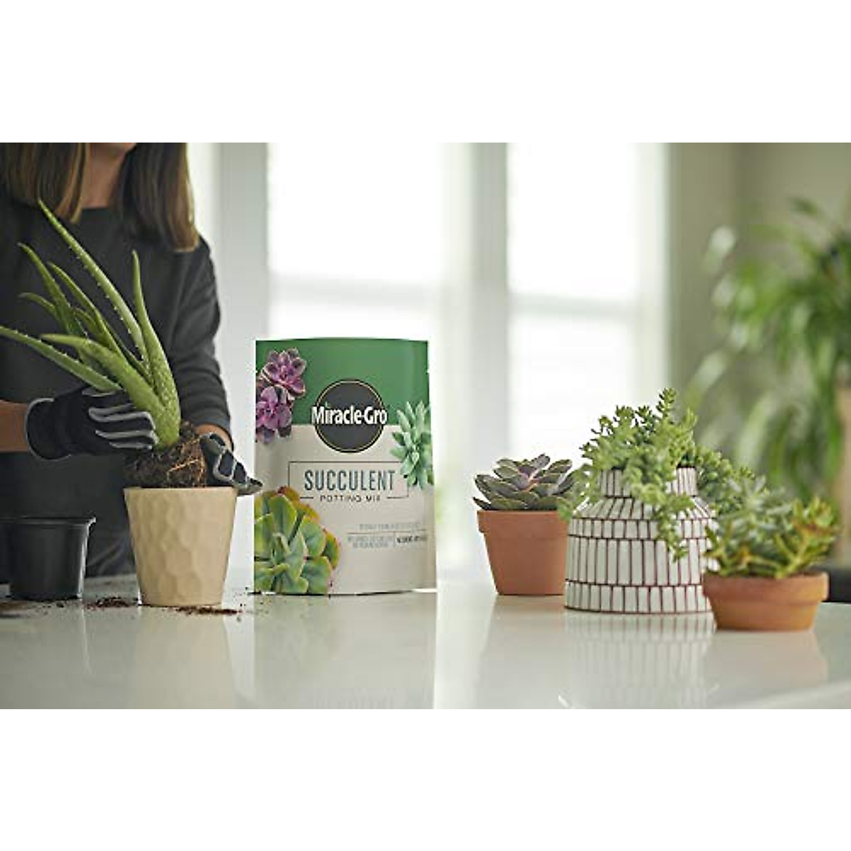 Miracle-Gro Succulent Potting Mix: Fertilized Soil with Premium Nutrition for Indoor Cactus Plants, Aloe Vera and More, 4 qt.