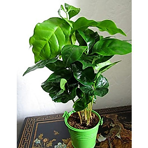 SeedsUP - 5+ Seeds Arabian Coffee Tree (Mountain Plant) - Tree Dwarf
