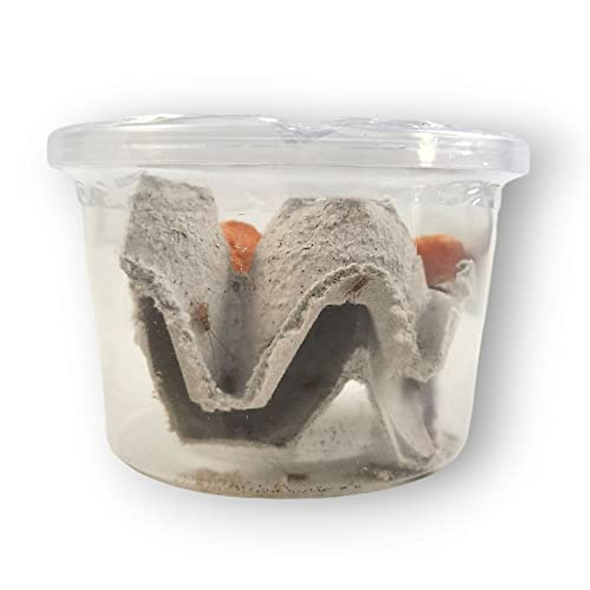 Josh's Frogs 1/4" Banded Crickets (120 Count)