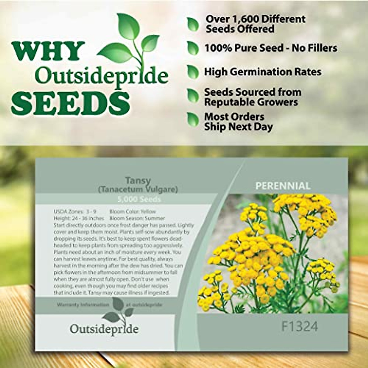 Outsidepride Perennial Tanacetum Vulgare Tansy Garden Plants, Use Leaves for Drying & Dyes - 5000 Seeds