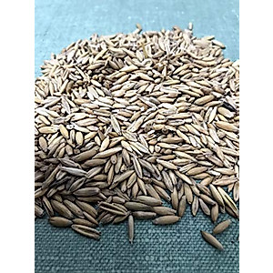 Cat Grass(Sweet Oats for Cats) 1LB (3000 + Seeds) -Easy Grow Greens-Great Value!