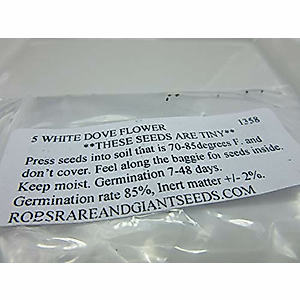 1358-White Dove/Egret Flower (Pecteilis,Habenaria radiata) Seeds by Robsrareandgiantseeds UPC0764425788737 Non-GMO,Organic,USA Grower,Historic plants,Showy,Bonsai,Exotic,Orchid,1358 Package of 5 Seeds