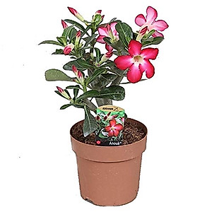 Desert Rose Plant - Adenium obesum - Natural Bonsai or House Plant - 4" Pot