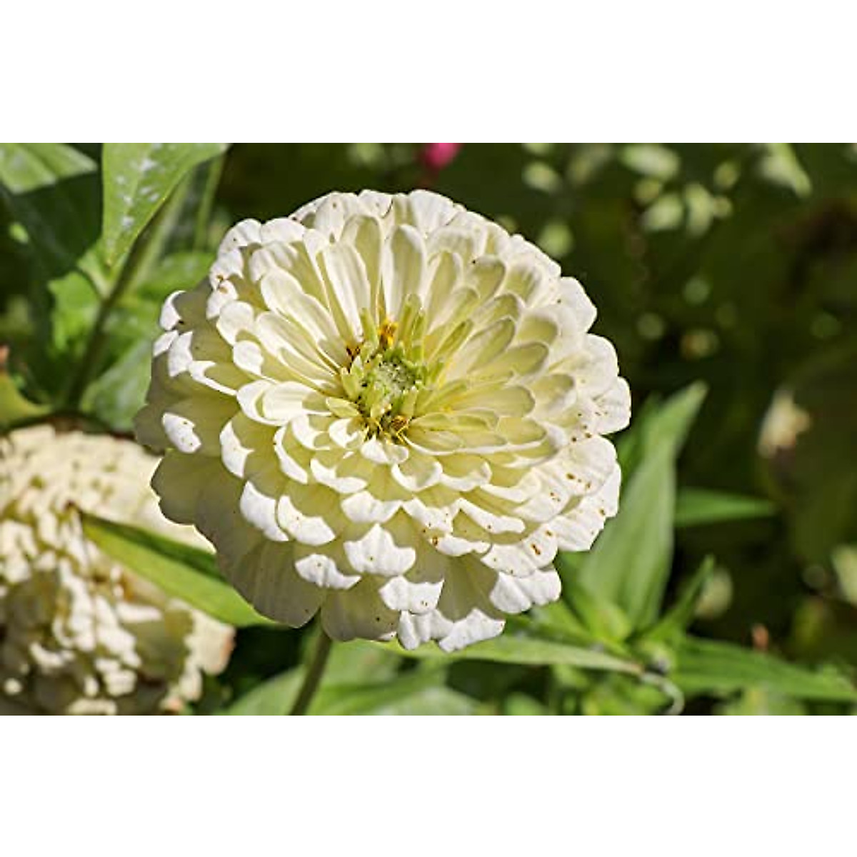 "Blushing Bride Mix" Zinnia Seeds for Planting, 200+ Flower Seeds Per Packet, (Isla's Garden Seeds), Non GMO & Heirloom Seeds, Botanical Name: Zinnia elegans, Great Home Garden Gift