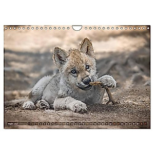 The little grey wolves (Wall Calendar 2024 DIN A4 Landscape), CALVENDO 12 Month Wall Calendar
