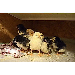 SWEETER HEATER Infrared Heater for Chicks & Pets, Side Mount 11x16, 50 Watt